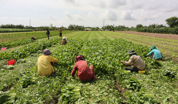 Banteay Meanchey Farmers Urged to Grow Short-duration Crops – Khmer ...