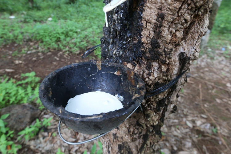 Cambodia’s Rubber Export Valued at $459M in 2020 – Khmer Post Asia