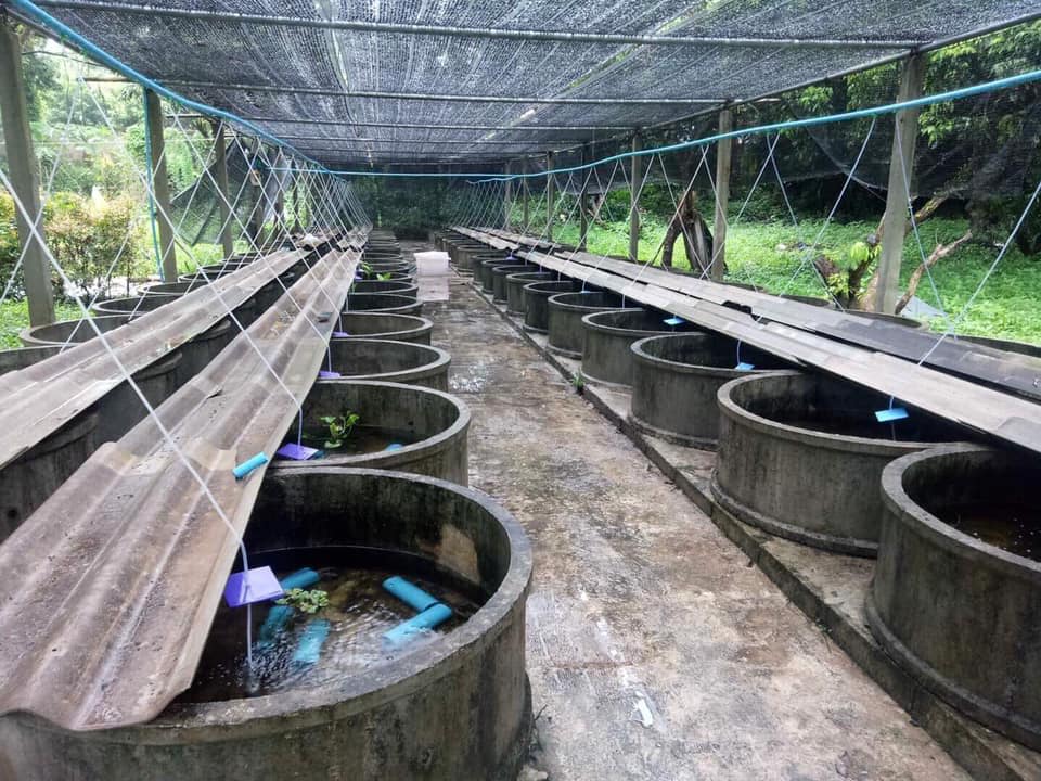 Path to High Value-Added Aquaculture Sector Studied – Khmer Post Asia