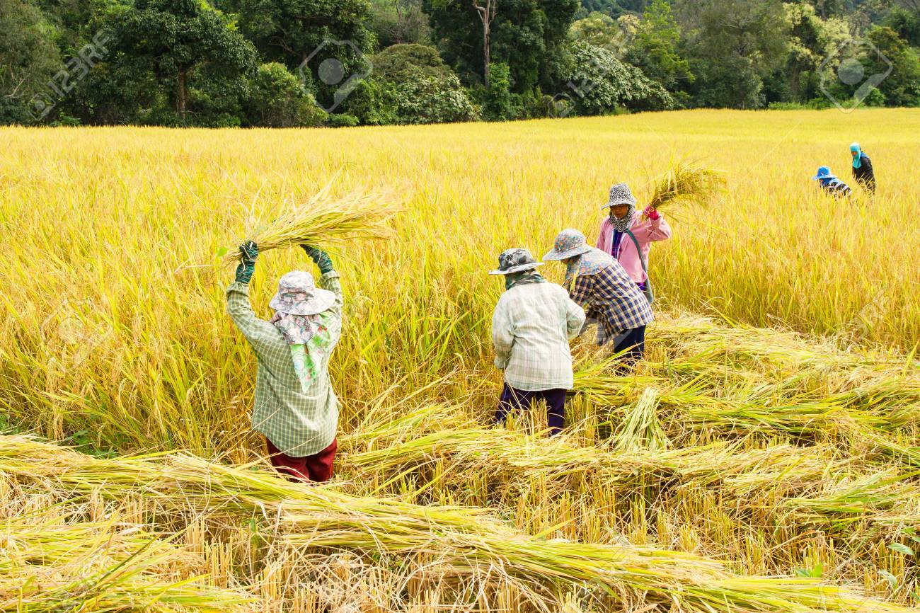 Almost 3 Million Tonnes of Dry-Season Paddy Rice Harvested – Khmer Post ...